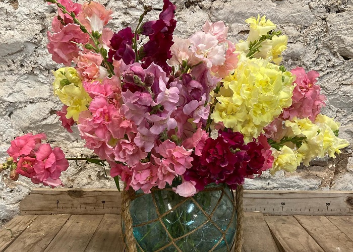 Blooming Bees | Invest in Angus